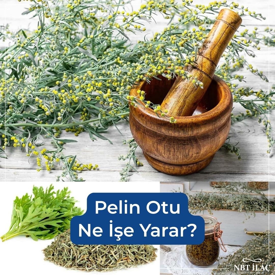 Pelin Otu Nedir? Pelin Otu Ne İşe Yarar? - NBT İlaç