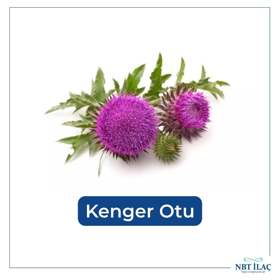 Kenger Otu - Kenger Otu Faydaları - NBT İlaç